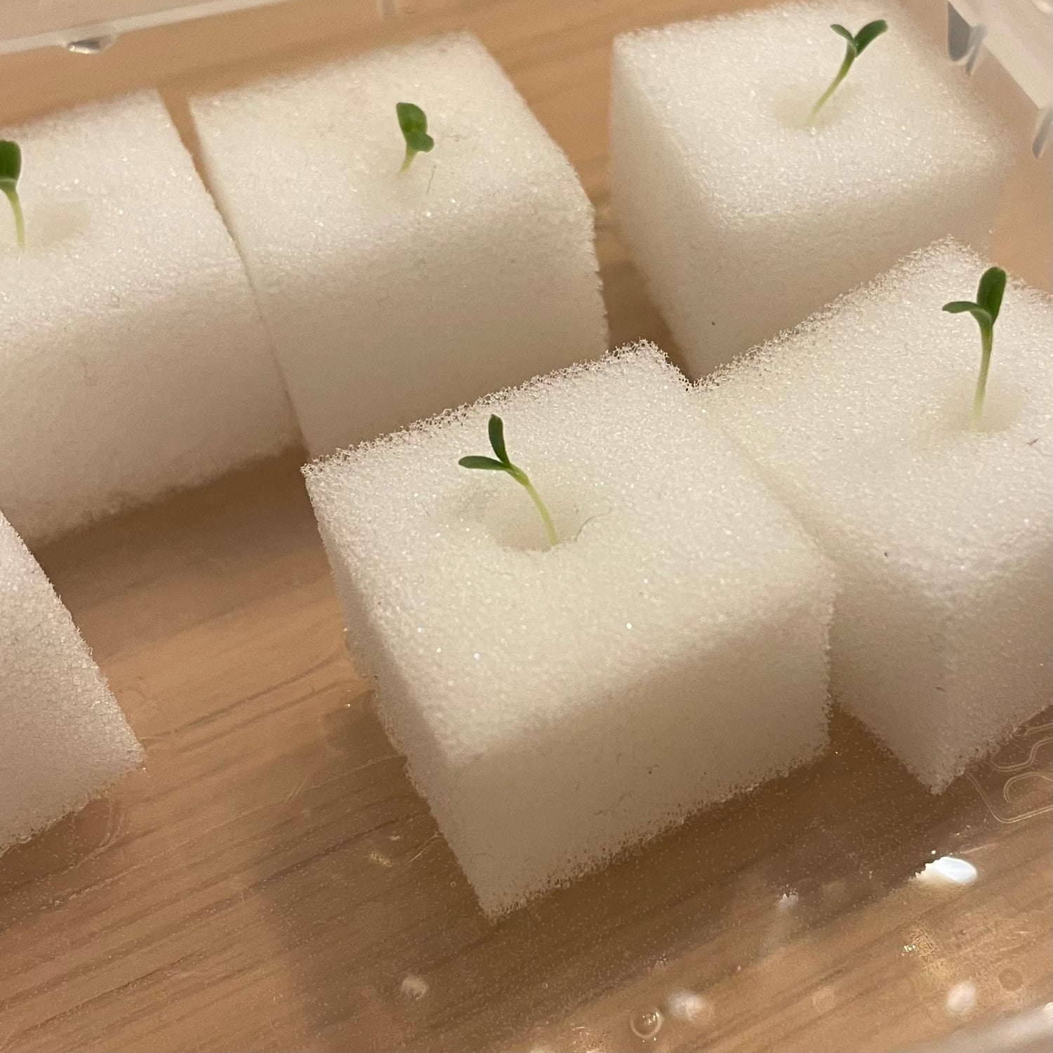 Smoothcrops hydroponisk webbutik, Hydroponic store – SMOOTHCROPS